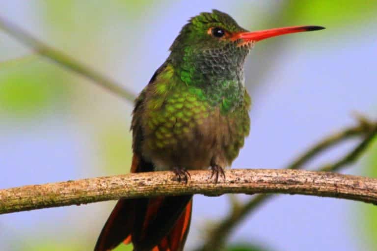 Dead Hummingbird Symbolism (5 Meanings) - Dreams & Sightings