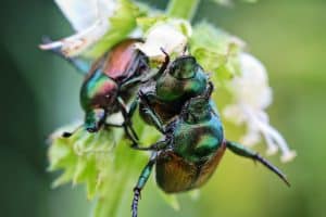 June Bug Symbolism & Spiritual Meaning (Success & Intuition)