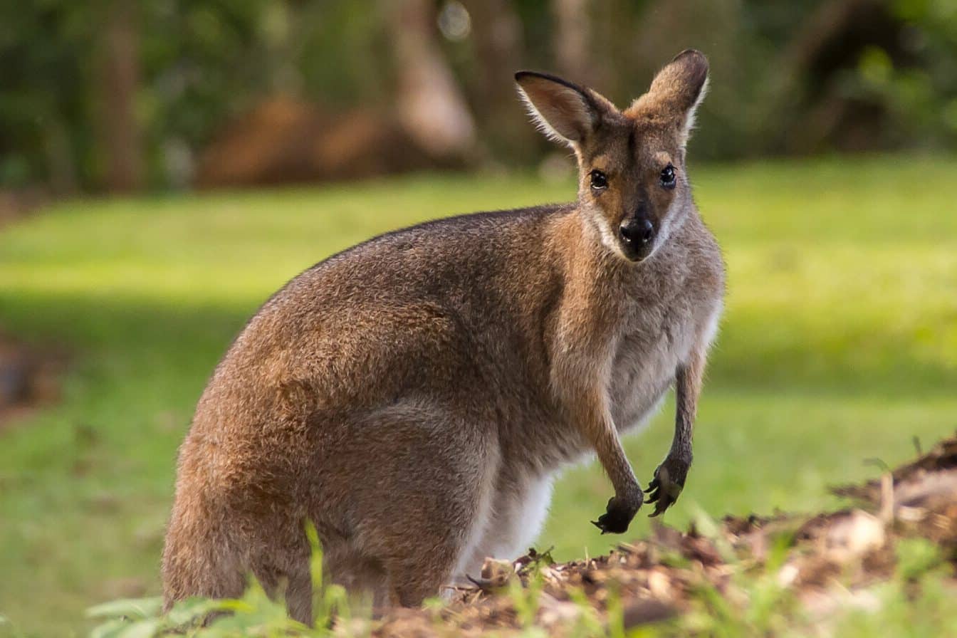 Kangaroo Symbolism (7 Meanings) - Dreams & Spirit Animals
