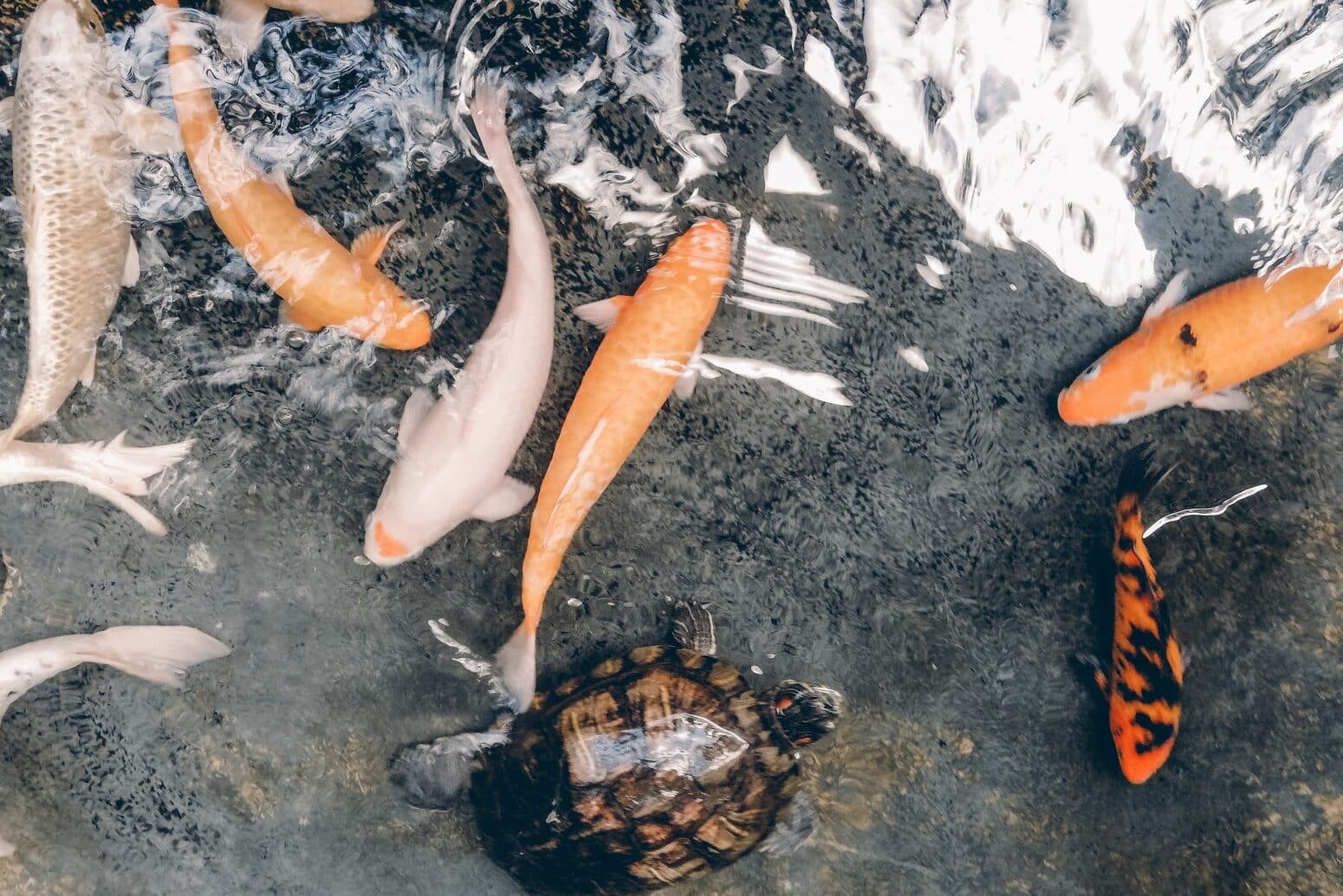 Koi Fish Symbolism (12 Top Symbols)