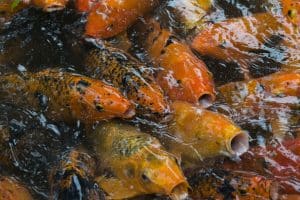 Koi Fish Symbolism (12 Top Symbols)