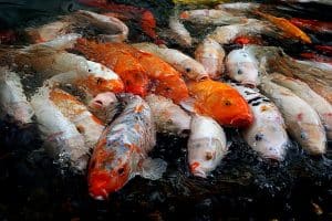 Koi Fish Symbolism (12 Top Symbols)