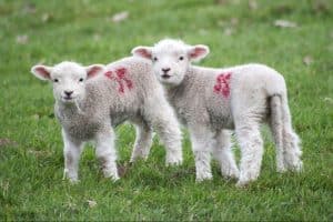 Animal Symbolism (A to Z of Spirit Animals) - Symbolism & Metaphor