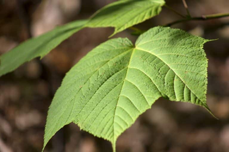 Spiritual Meaning of a Leaf (Growth and Fertility)