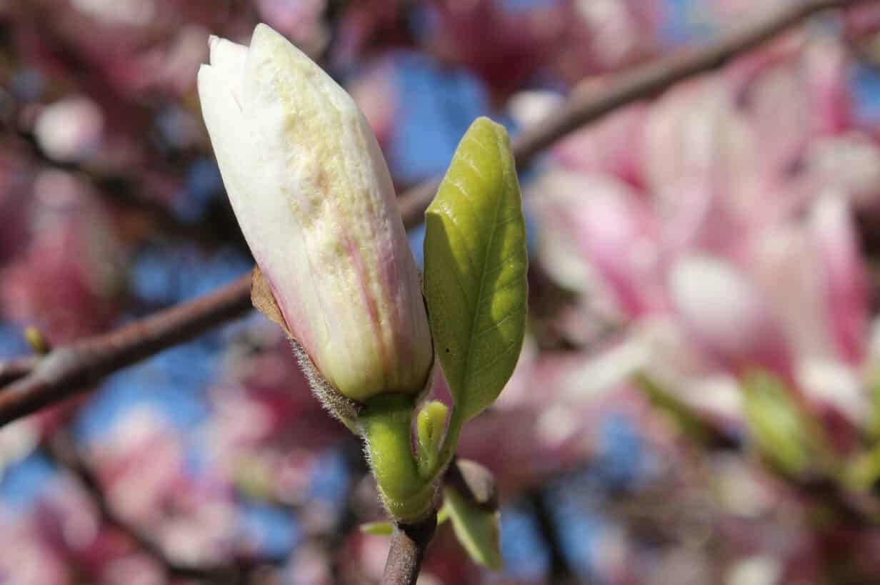 Magnolia Flower Meaning & Symbolism (Endurance & Love)