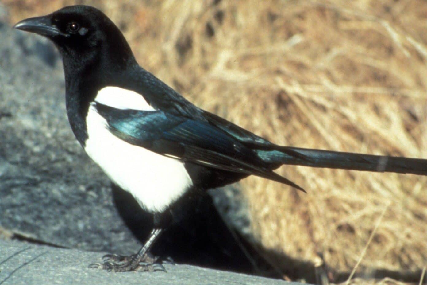 What does a Magpie Symbolize? (8 Surprising Meanings)