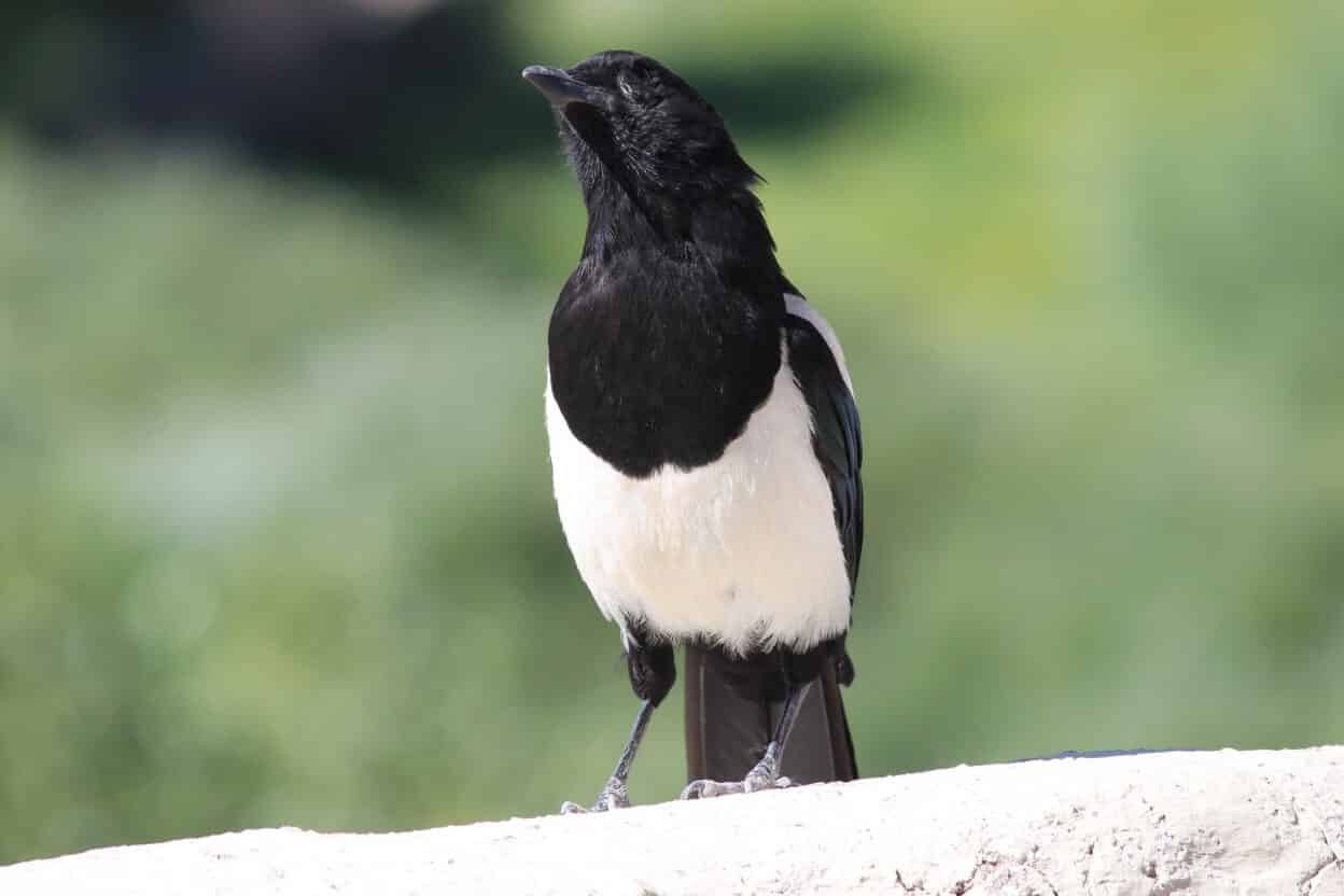 What does a Magpie Symbolize? (8 Surprising Meanings)
