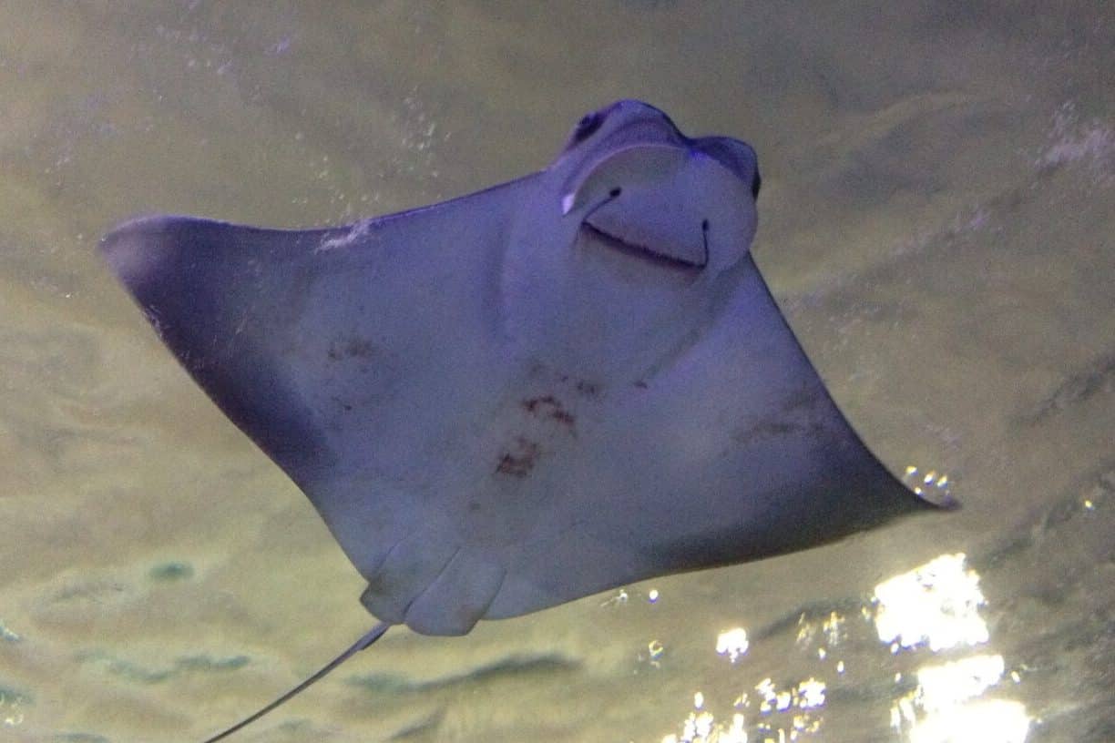 Manta Ray Symbolism (7 Meanings) – Spirit Animal & Dreams