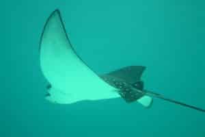 Manta Ray Symbolism (7 Meanings) – Spirit Animal & Dreams