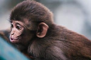What Do Monkeys Symbolize? (6 Top Meanings)