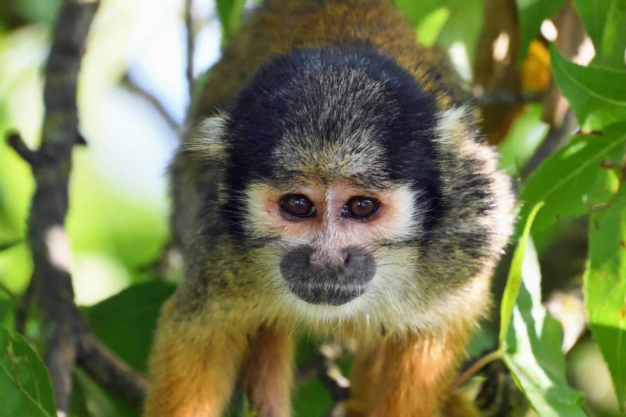 What Do Monkeys Symbolize? (6 Top Meanings)