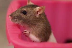 Dead Mouse Symbolism (8 Meanings) - In your Home & Dreams