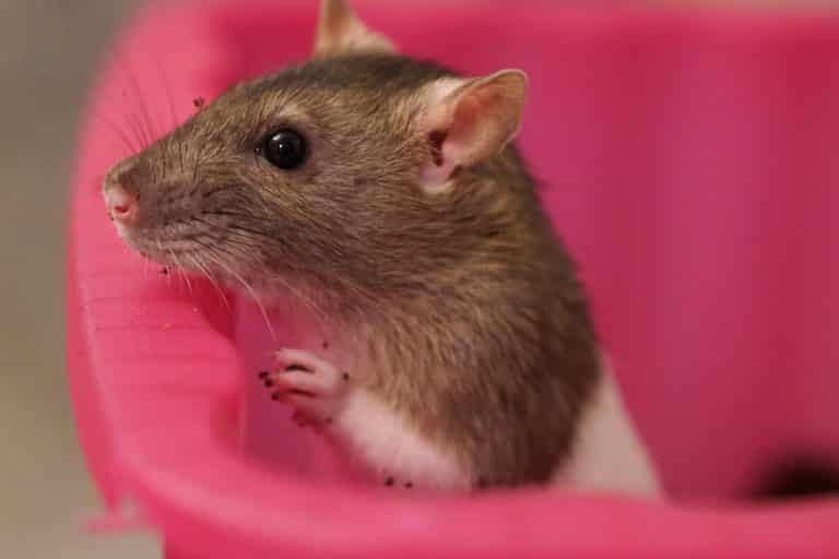 Mouse Symbolism (15 Meanings) - Dreams & Spirit Animals