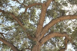 Oak Tree Meaning & Symbolism (Longevity, Honor, Strength)