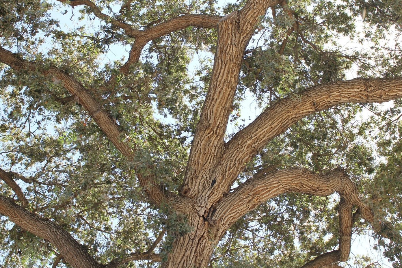 Oak Tree Meaning Symbolism Longevity Honor Strength oak-tree-meaning-symbolism-longevity-honor-strength