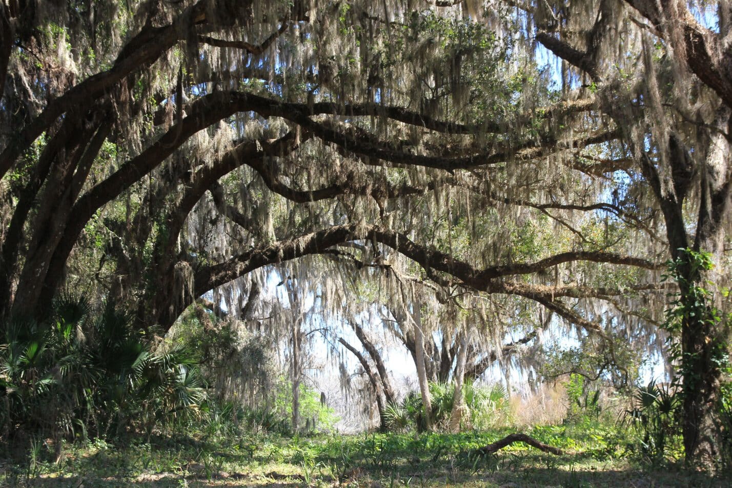 Oak Tree Meaning & Symbolism (Longevity, Honor, Strength)