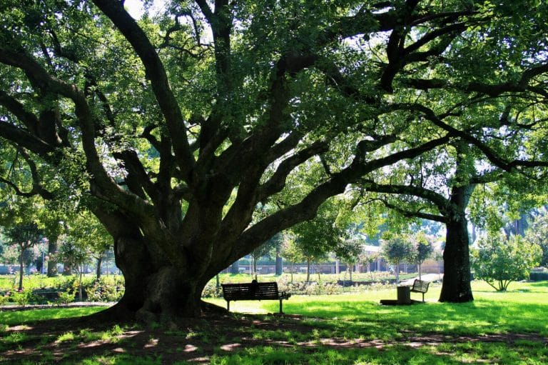 Oak Tree Meaning & Symbolism (Longevity, Honor, Strength)
