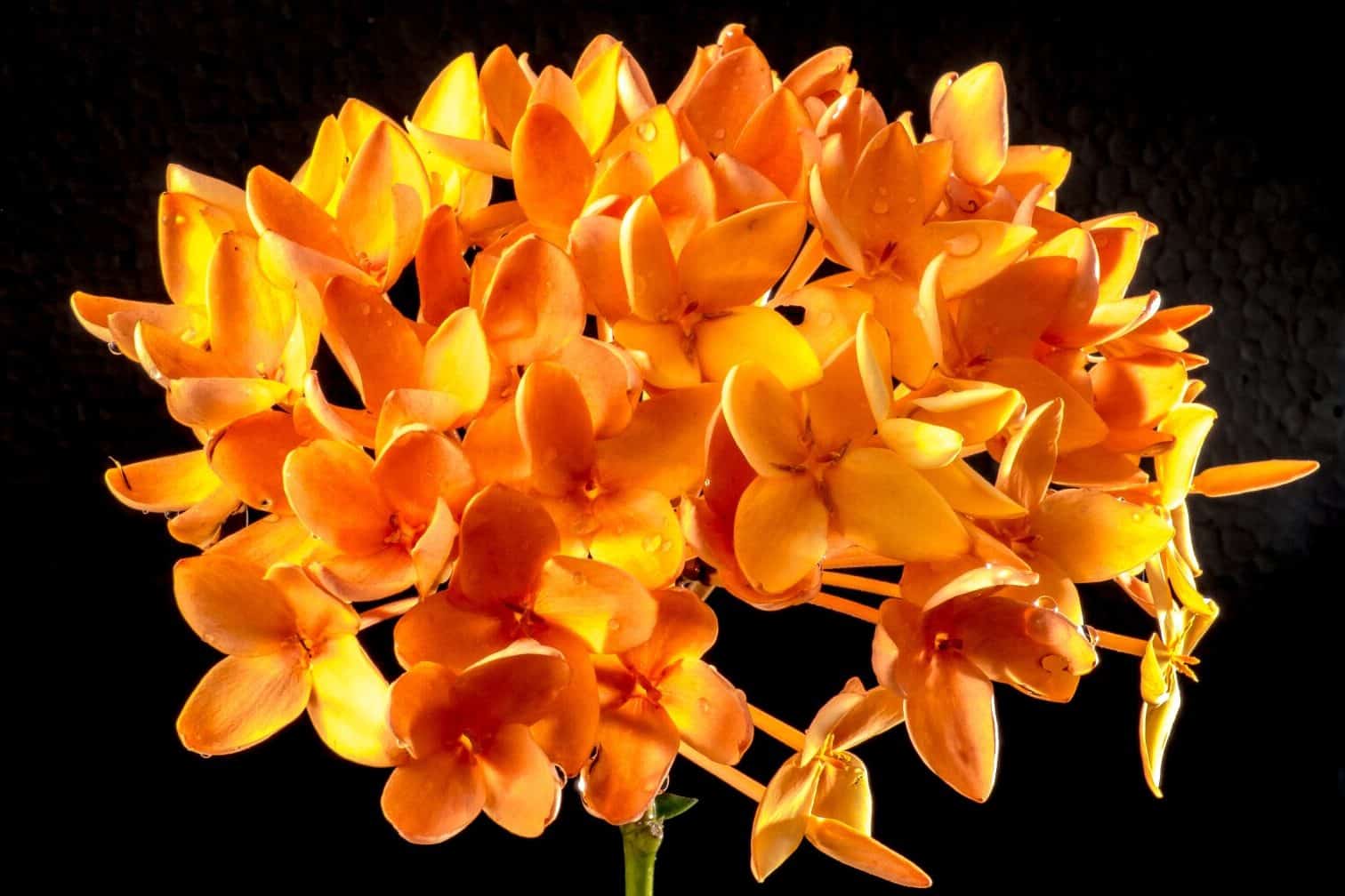The Symbolism of Orchids (7 Surprising Meanings)