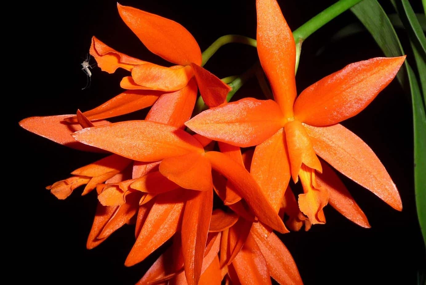 Orange Orchid Flower Meaning & Symbolism