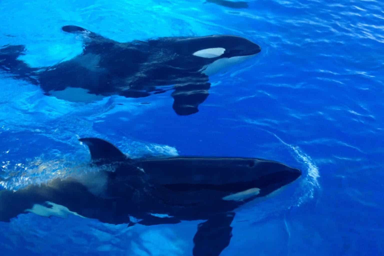 Orca Symbolism (Killer Whale) - Love, Family & Protection