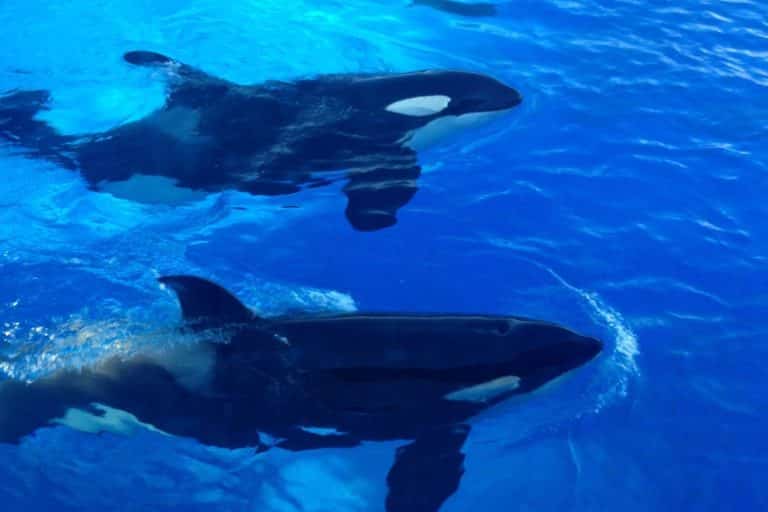 Orca Symbolism (Killer Whale) - Love, Family & Protection