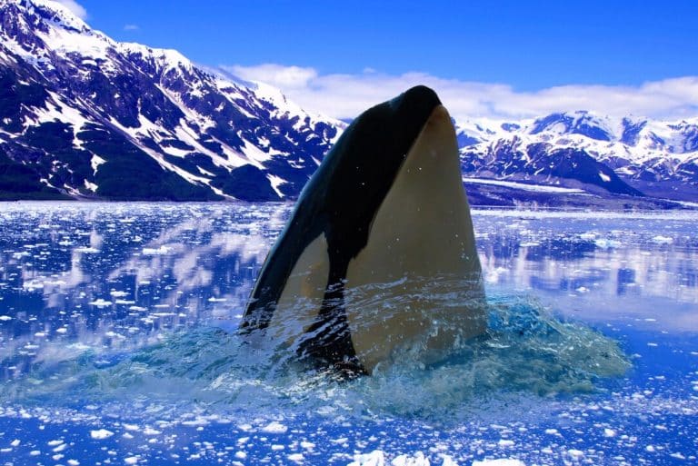 Orca Symbolism (Killer Whale) - Love, Family & Protection