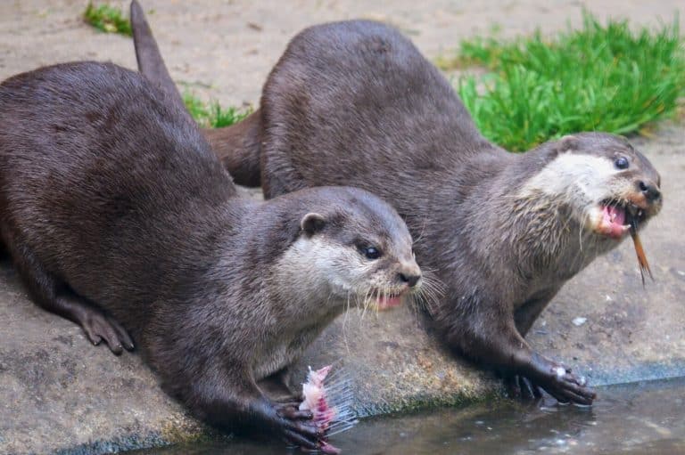 9 Animals That Symbolize Happiness (A to Z List)