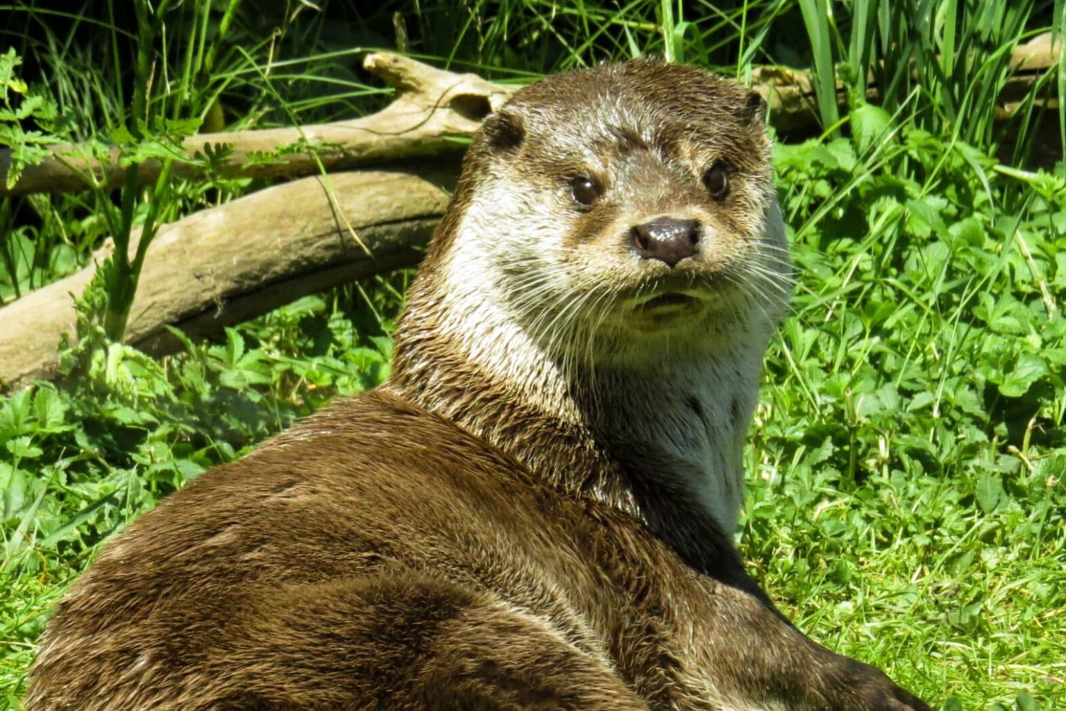 Otter Symbolism (6 Meanings) - As Spirit Animals & in Dreams