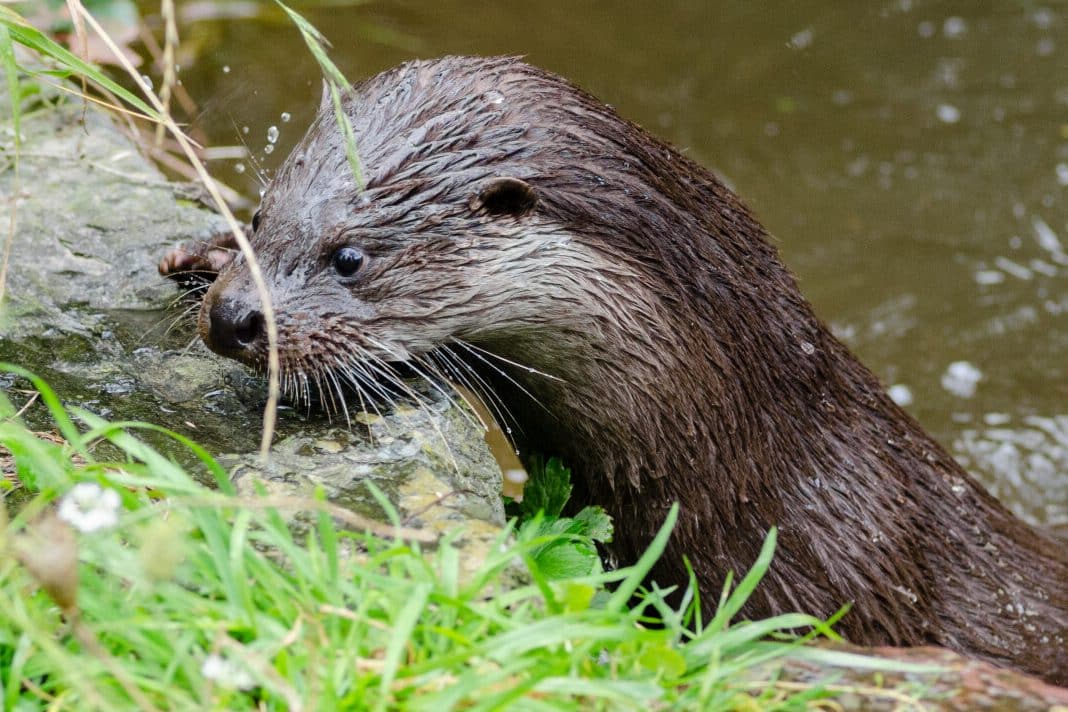 Otter Symbolism (6 Meanings) - As Spirit Animals & in Dreams