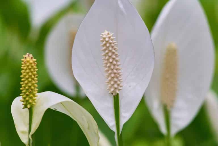 Peace Lily Flower Meaning & Symbolism (Virtue & Hope)