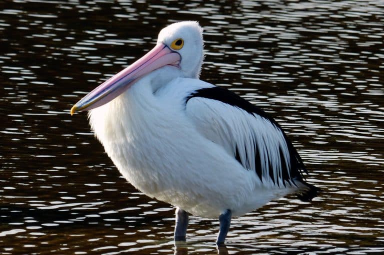 Sea Creature Symbolism & Meanings (A-Z List)