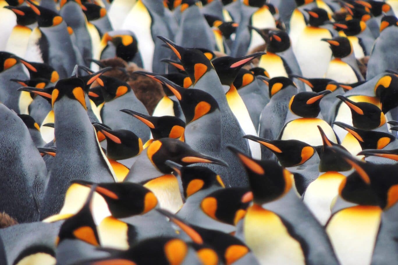 Penguin Symbolism (6 Meanings) - As Spirit Animal & in Dreams