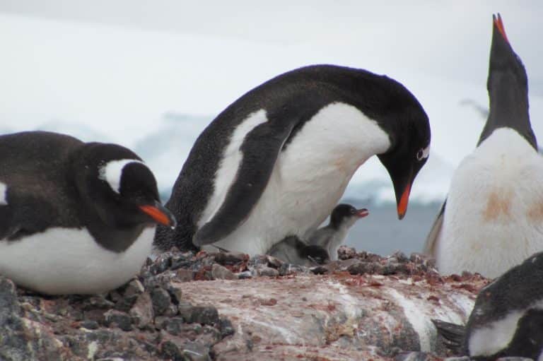 Sea Creature Symbolism & Meanings (A-Z List)