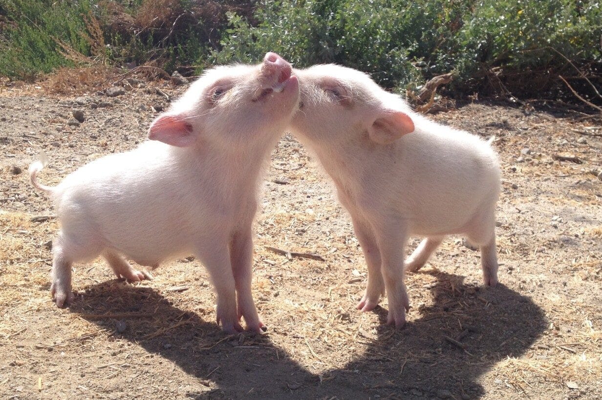 47 Famous Animal Metaphors (A to Z List)