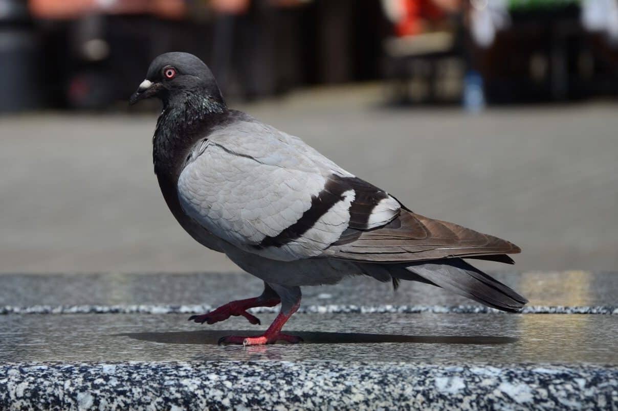 Dead Pigeon Meaning and Symbolism (Peace & Secrets)