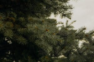 Pine Tree Meaning and Symbolism (Wisdom and Virtue)