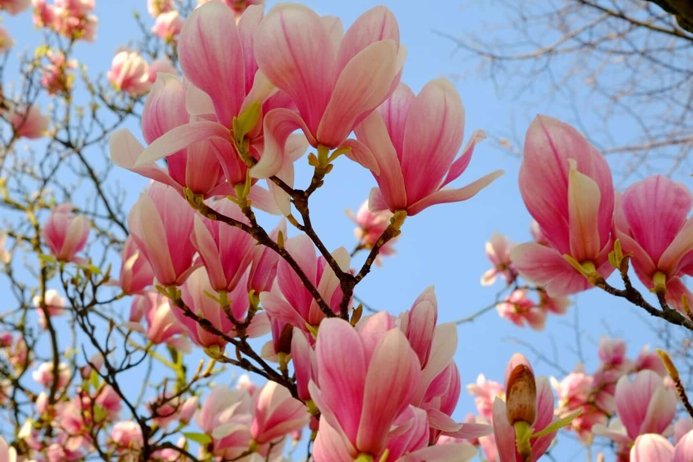 Magnolia Flower Meaning & Symbolism (Endurance & Love)