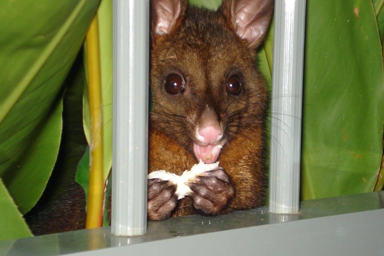 Dead Possum Meaning & Symbolism (Hard Work and Resilience)