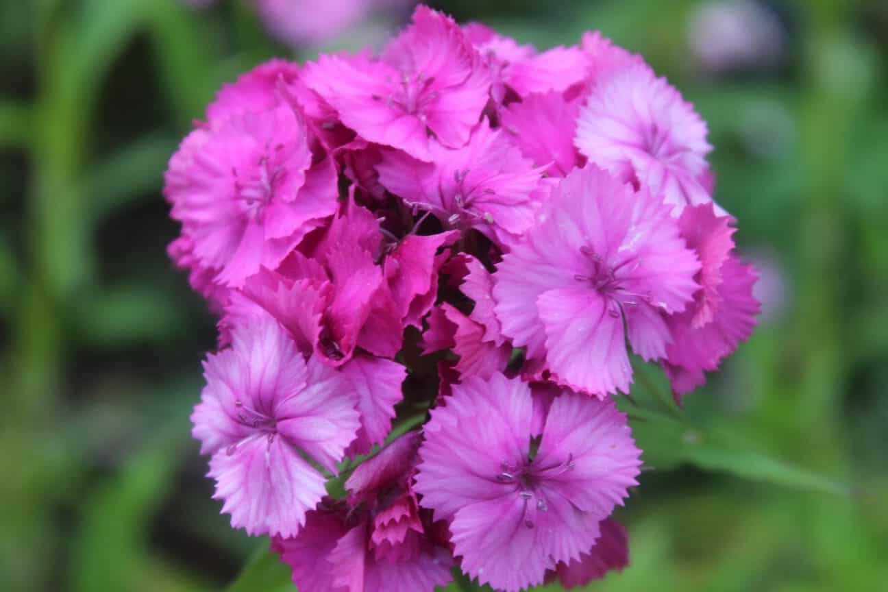 Purple Carnation Meaning & Symbolism (Calmness & Creativity)