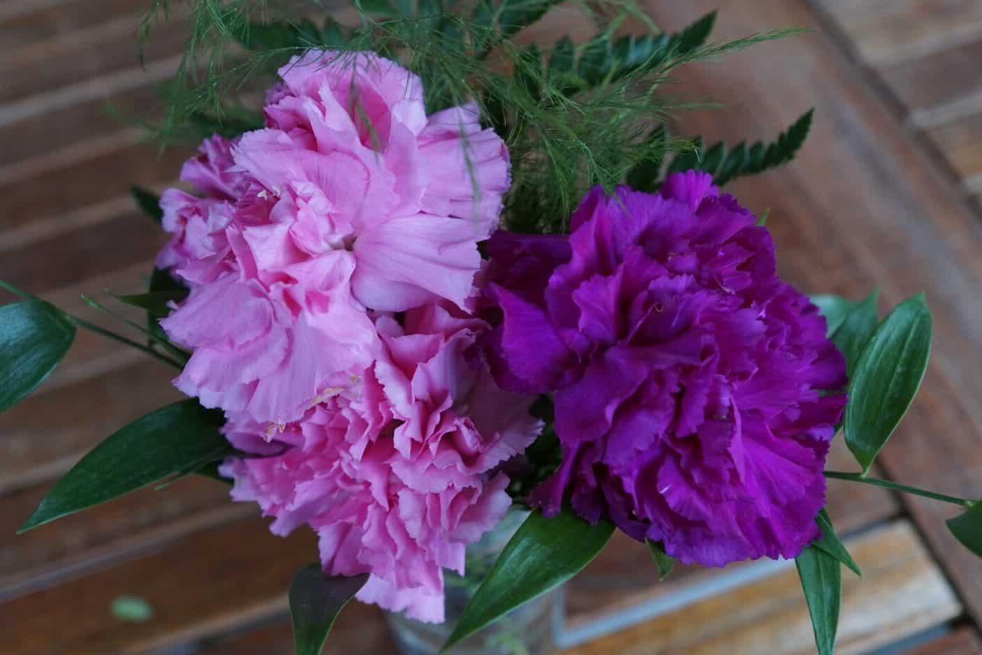 Purple Carnation Meaning & Symbolism (Calmness & Creativity)