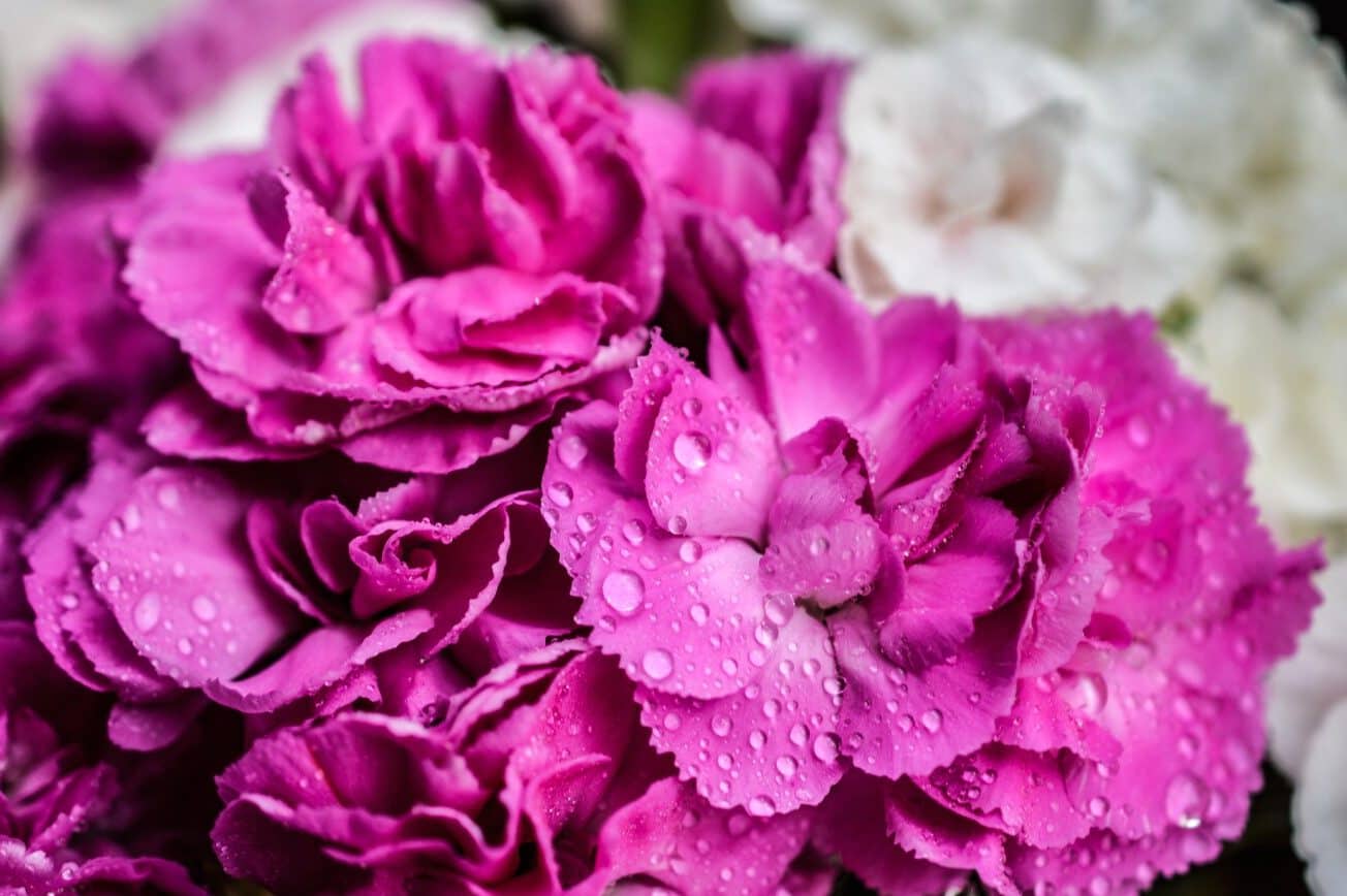 Purple Carnation Meaning & Symbolism (Calmness & Creativity)