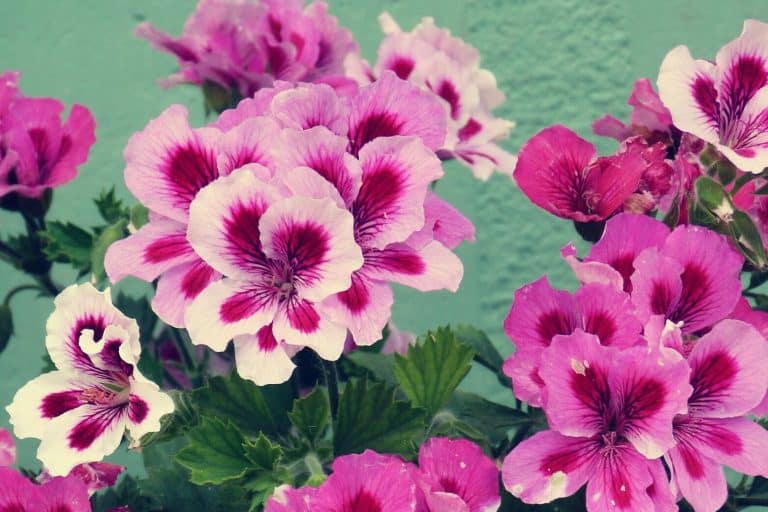 Purple Carnation Meaning & Symbolism (Calmness & Creativity)