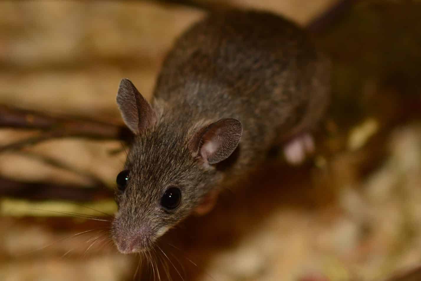 Dead Rat Symbolism (8 Meanings)