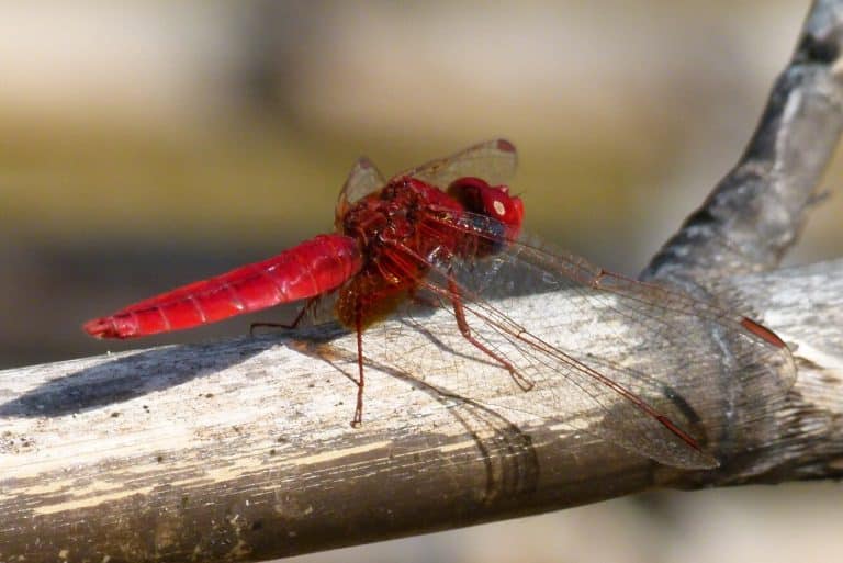 Red Dragonfly Meaning & Symbolism (Courage & Love)