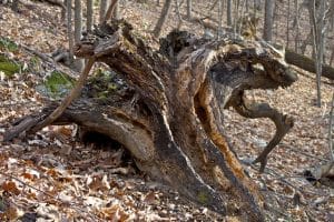 16 Top Plant and Tree Metaphors (A Root and Branch Review!)