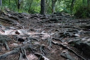 16 Top Plant and Tree Metaphors (A Root and Branch Review!)