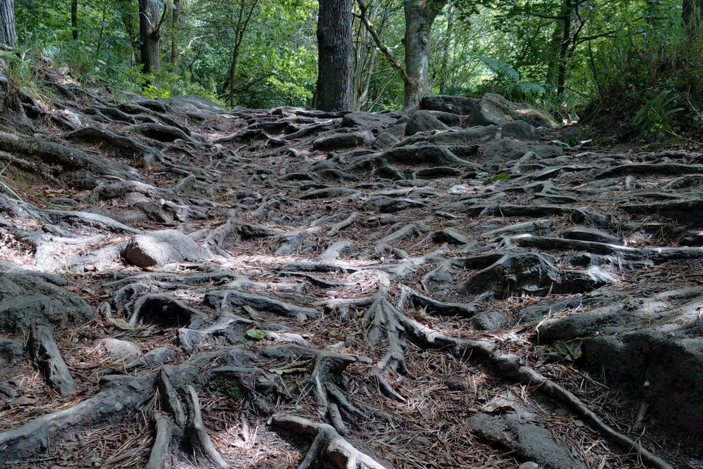 16 Top Plant and Tree Metaphors (A Root and Branch Review!)