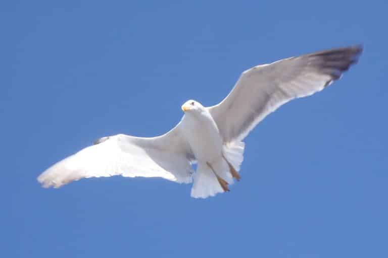 9 Animals That Symbolize Hope? (Doves, Fauns, etc)