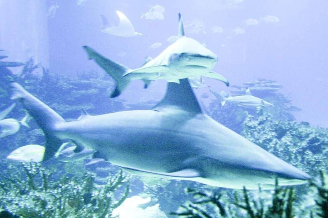 Shark Symbolism (8 Meanings) - Dreams & Spirit Animals