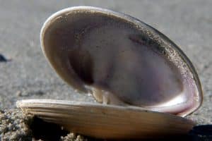 Clamshell Symbolism & Meaning (Patience & Secrets)